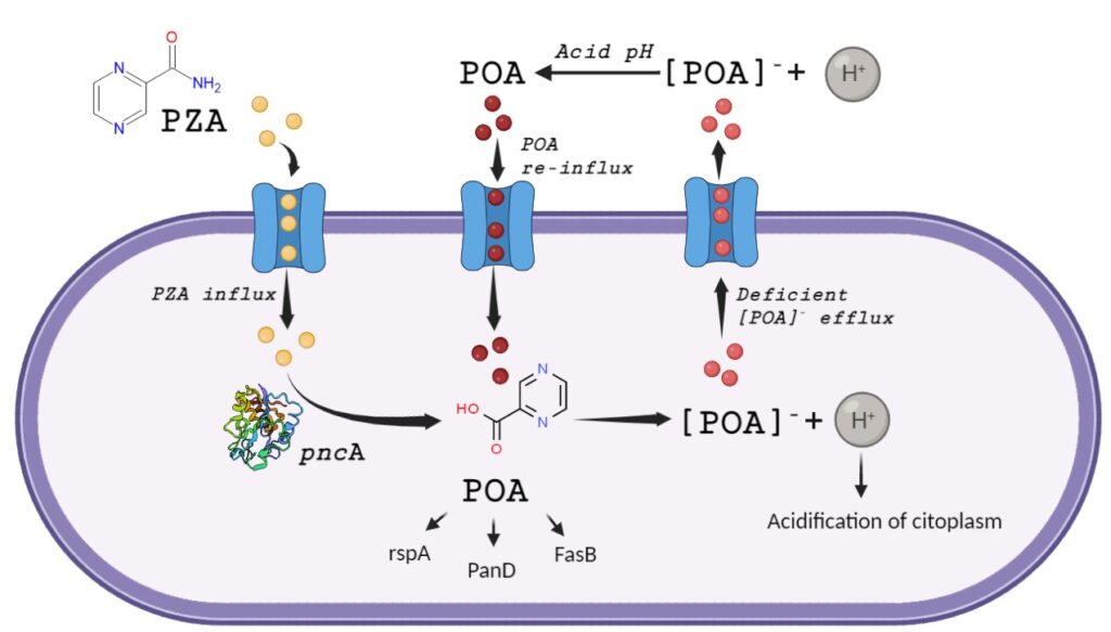 Quantitative 1H-NMR assay from sputum samples for a rapid detection of ...